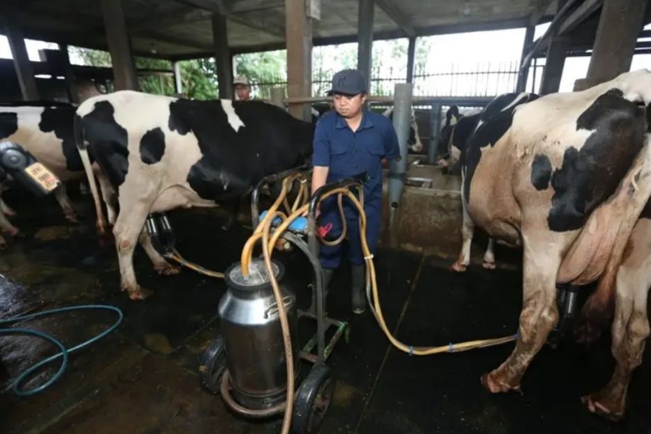 Pelihara Sapi Jadi Lahan Menjanjikan Peternak Muda Bisa Cuan – Hidupgaya.co